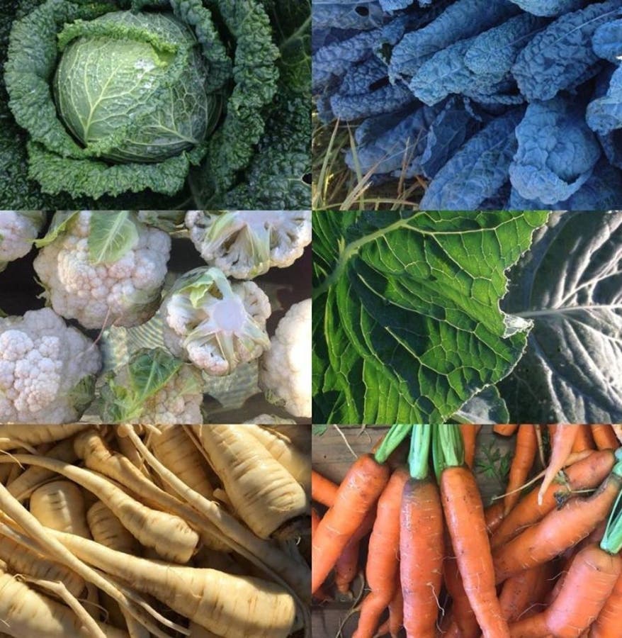 Winter CSA Farm Shares - sign up now! - Waltham Fields Community Farm ...
