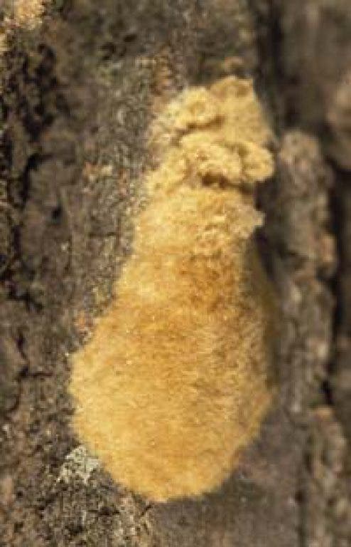 Spotting Gypsy Moth Egg Masses | Fox Point, WI Patch