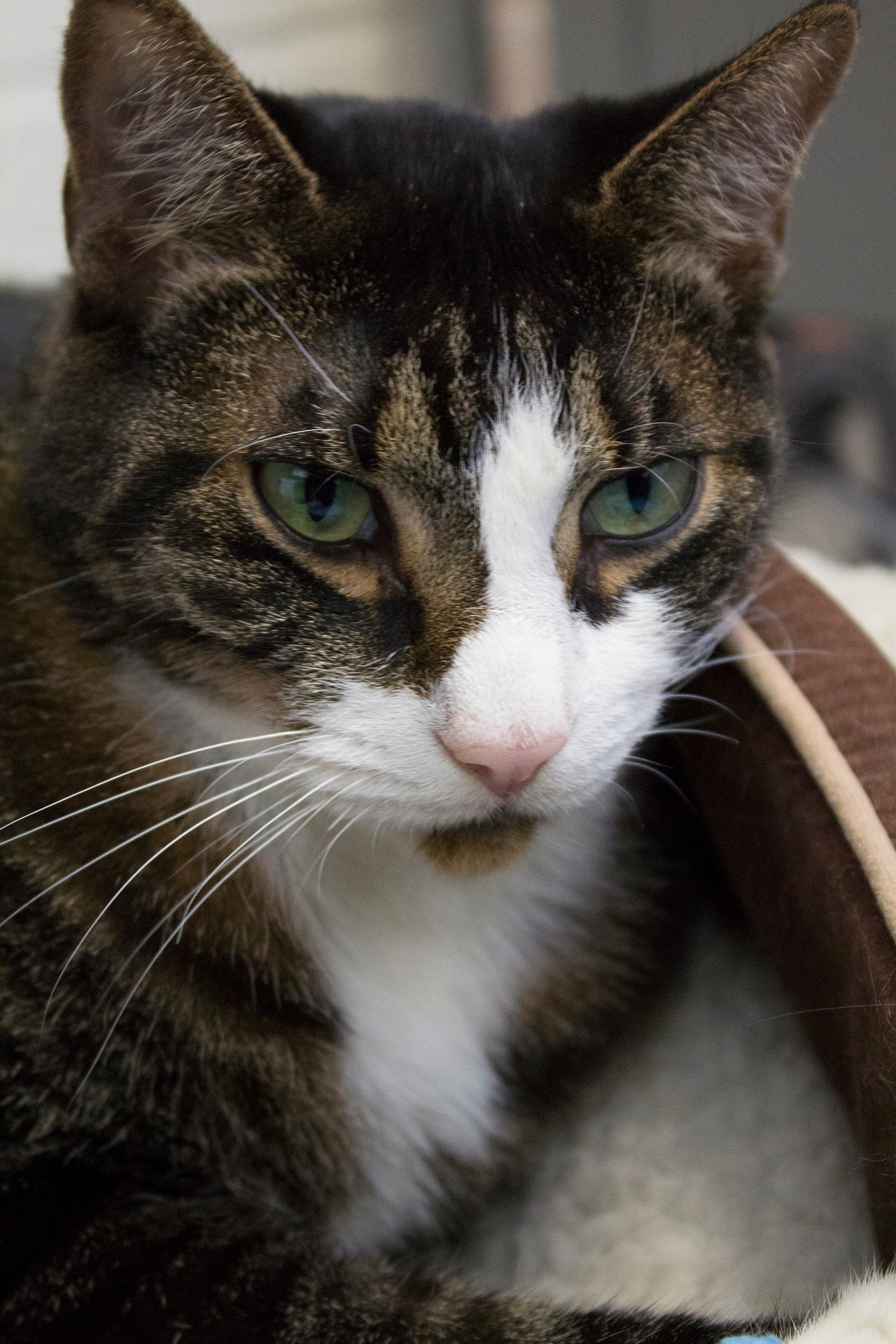 Well-behaved kitty with love to share | Sarasota, FL Patch