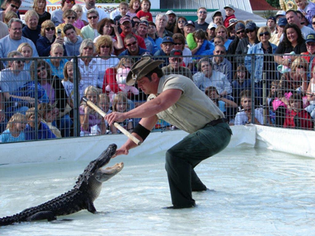 Cuyahoga County Fair Features Alligator Show, Rodeo | Westlake, OH Patch