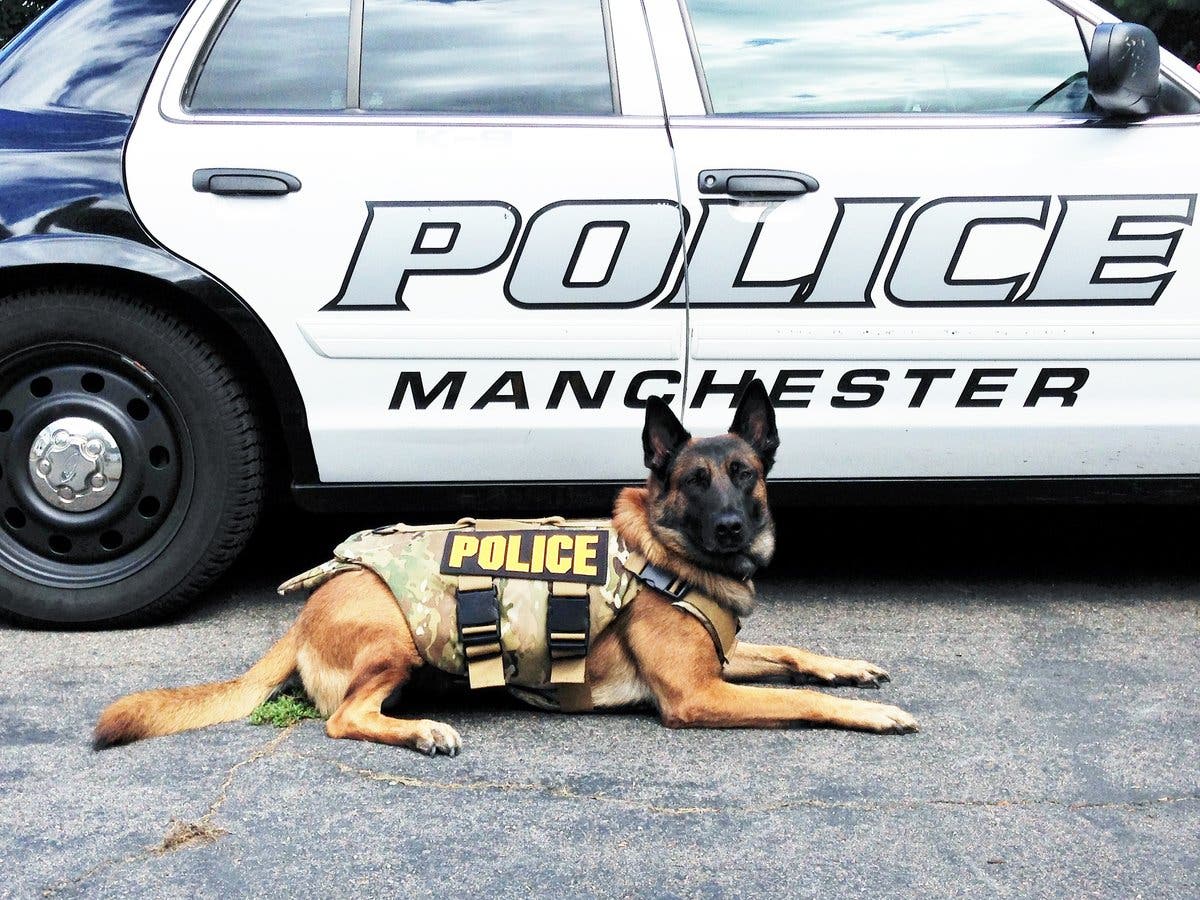 Manchester Police K9 Gets Bulletproof Vest | Manchester, CT Patch