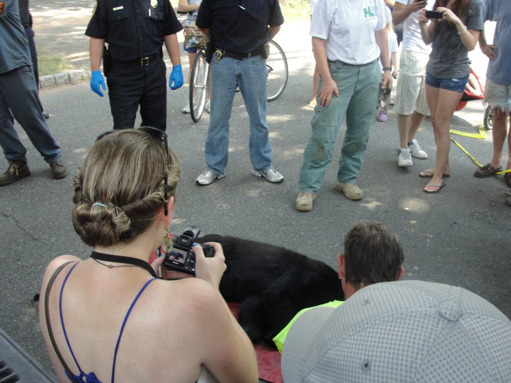 Bear Cub Captured After Union County Spree | Springfield, NJ Patch