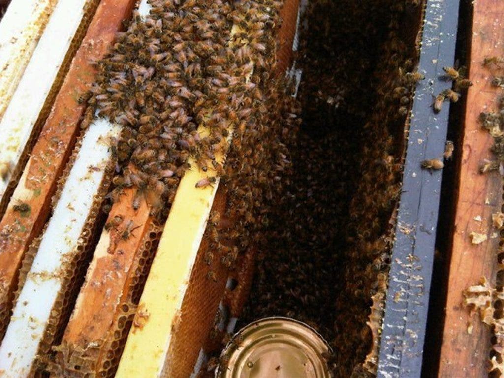 Real Food in Amherst: BEE DAY in Southern NH | Amherst, NH Patch
