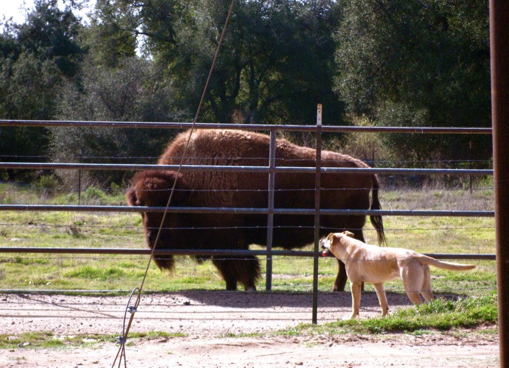 The Star B Ranch Looks to a New Horizon | Ramona, CA Patch