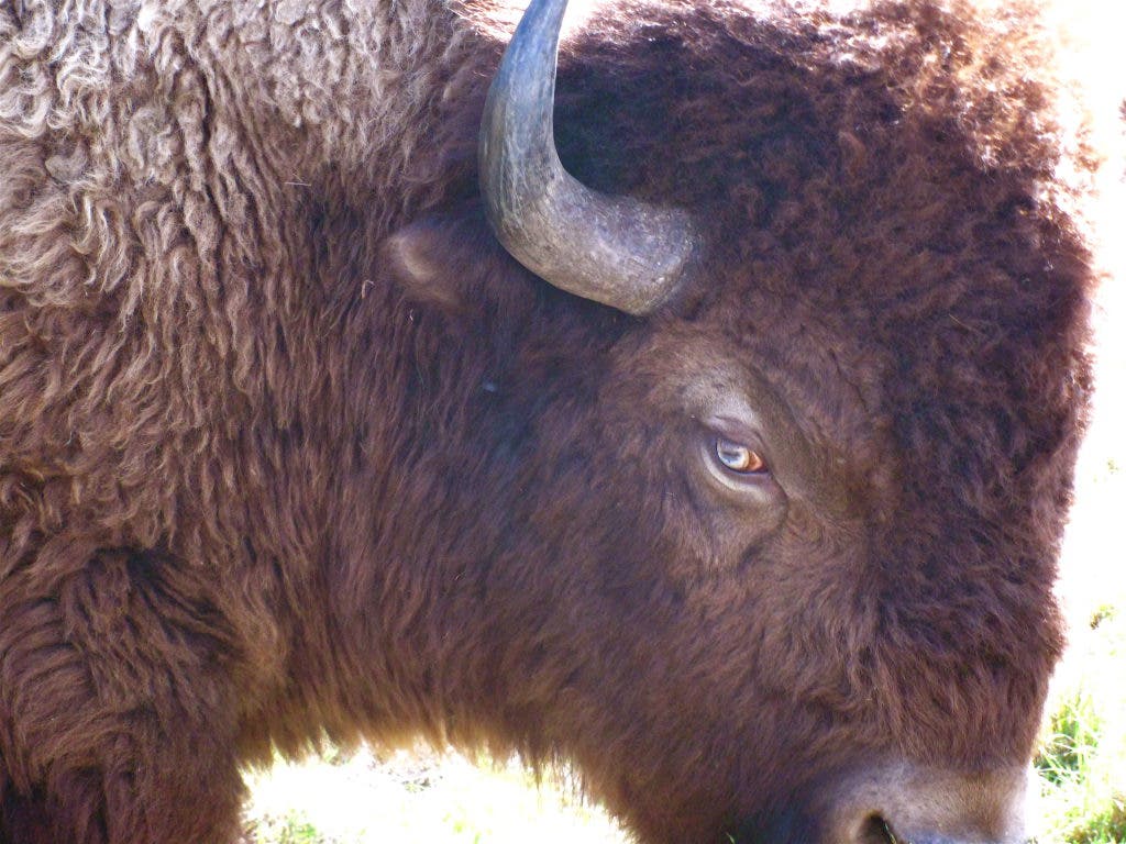 The Star B Ranch Looks to a New Horizon | Ramona, CA Patch