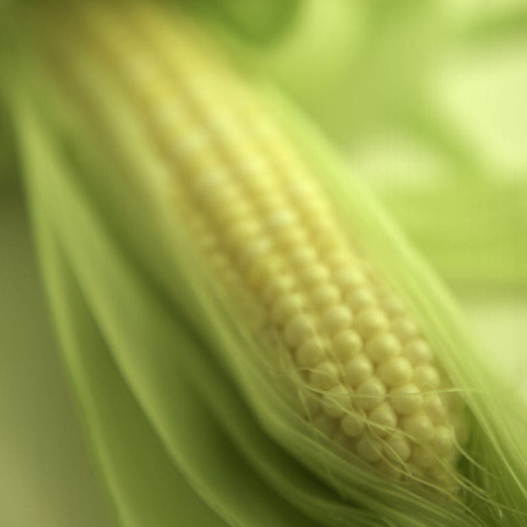 Iowa, That's Where the Tall Corn Grows? | Hellertown, PA Patch