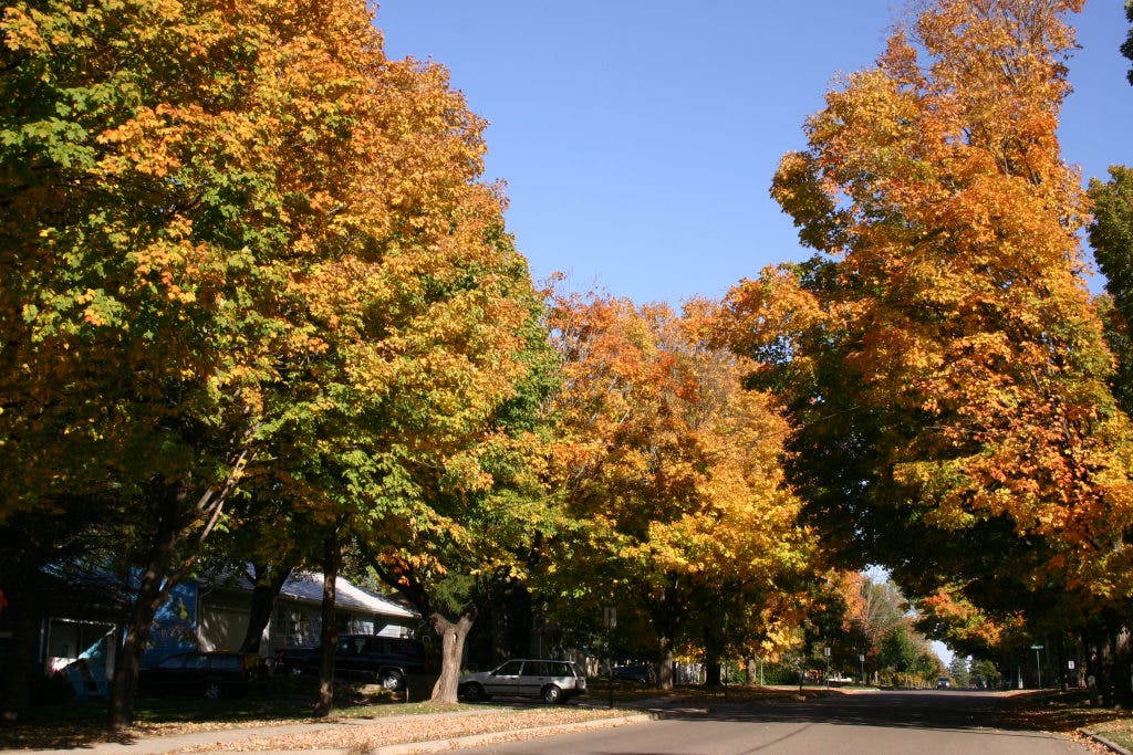 Chasing Autumn: Northfield Tree Colors Nearing Peak | Northfield, MN Patch