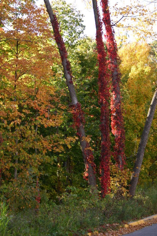 Chasing Autumn: Northfield Tree Colors Nearing Peak | Northfield, MN Patch