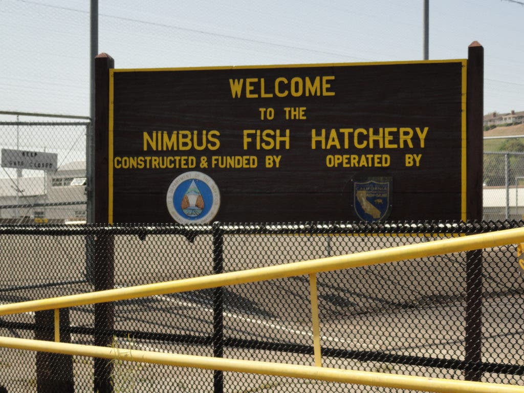 Nimbus Fish Hatchery Annually Produces Millions of Fish | Fair Oaks, CA ...