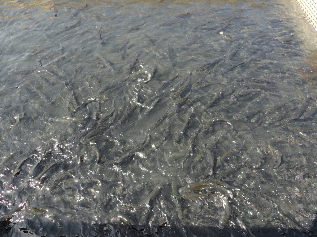 Nimbus Fish Hatchery Annually Produces Millions of Fish | Fair Oaks, CA ...