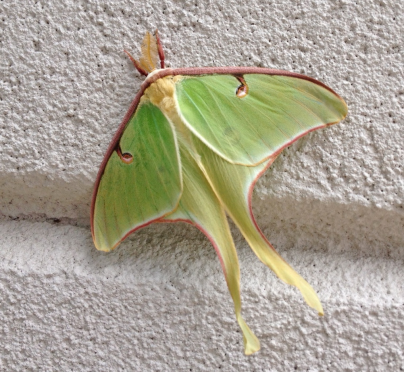 Moth Madness Highlights Week Ahead | Mendham, NJ Patch