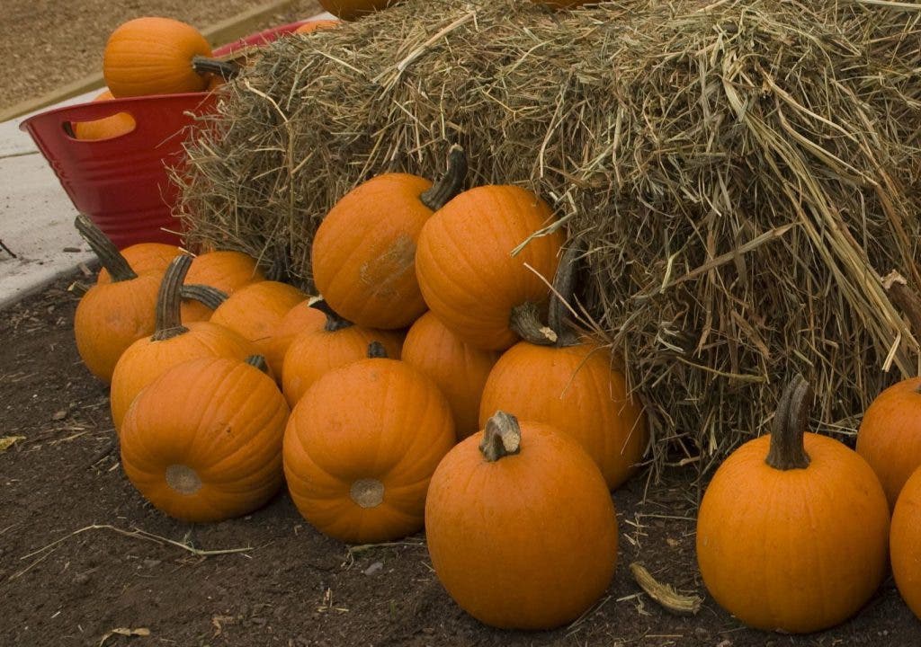 Simon Kidgits Club Hosting Halloween Party at Town Center at Cobb ...