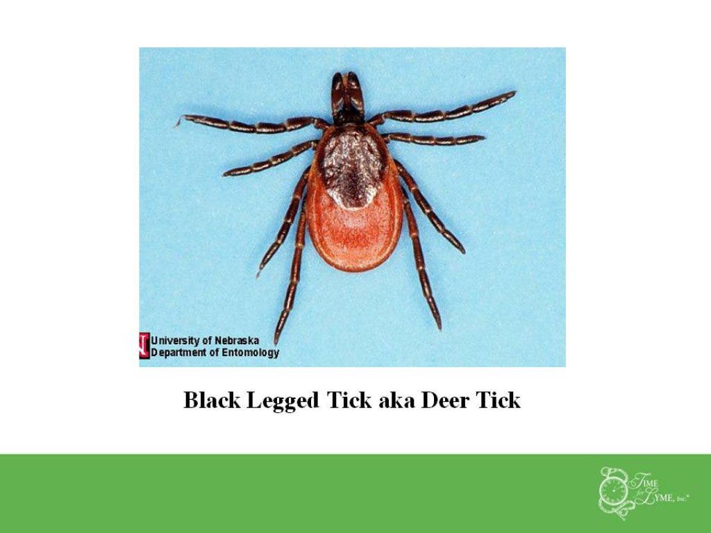 New Organic Tick Spray Coming in 2014 | Milford, CT Patch