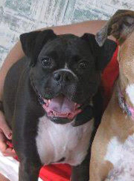 Lost Boxer in Mt. Laurel | Moorestown, NJ Patch