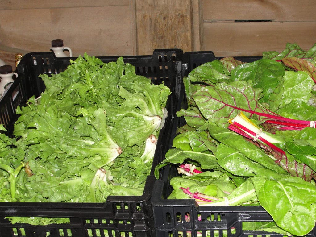 Produce Pick-Up at Cropsey Community Farm a Huge Success | New City, NY ...