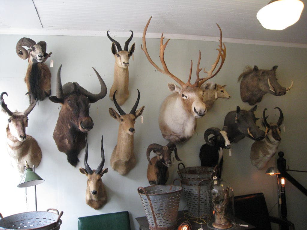 Living with Design: Taxidermy and Today's Interiors | Carroll Gardens ...
