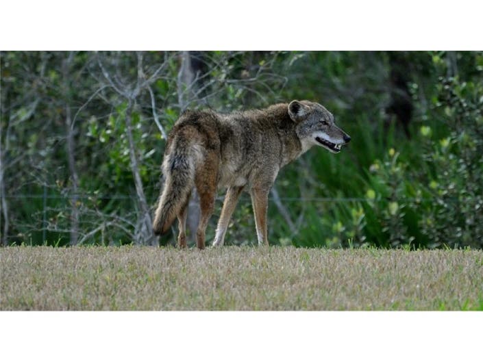 Coyotes On the Move in Summertime Florida | Land O' Lakes, FL Patch