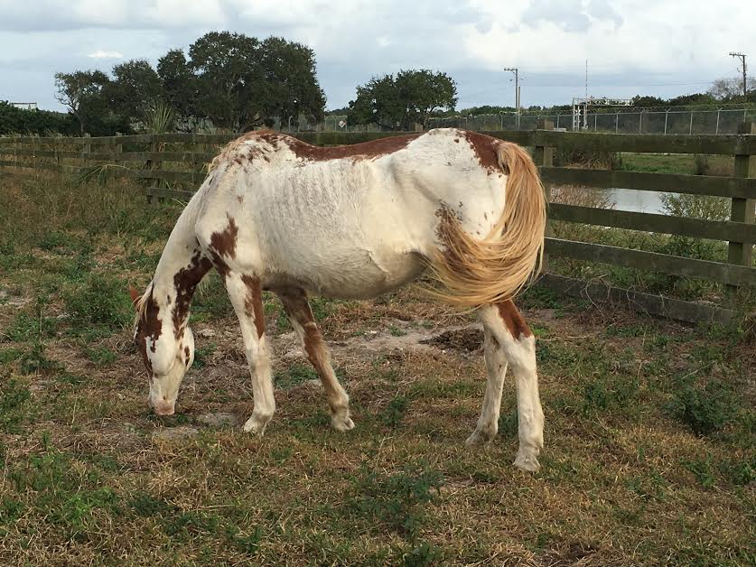 5 Emaciated Horses Seized by Manatee County | Bradenton, FL Patch