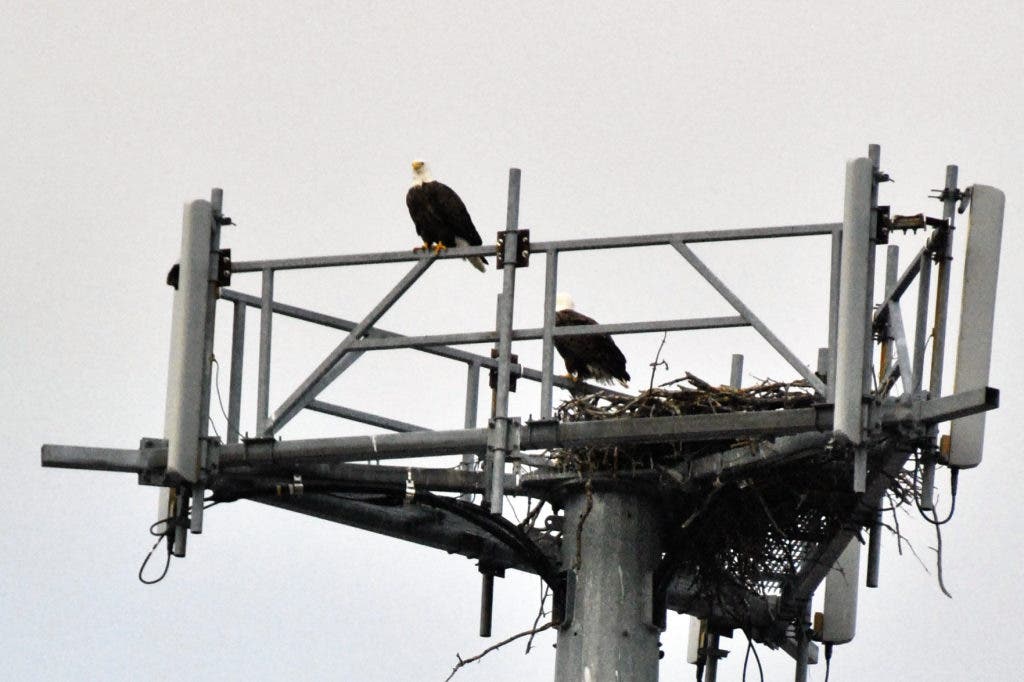Bald Eagles Soar Over Silverton | Toms River, NJ Patch