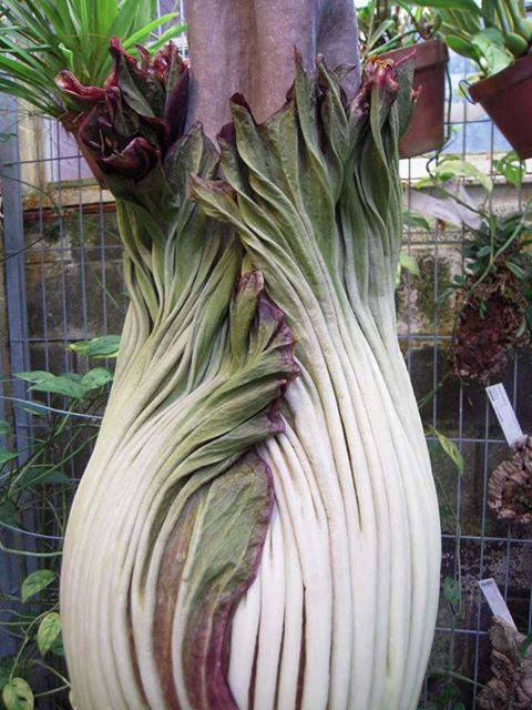 This Year's Corpse Flower at UConn is a Dud | Middletown, CT Patch