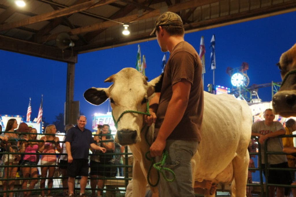 Viewfinder: Funeral Home Owner Wins Cow Milking Contest | Phoenixville ...