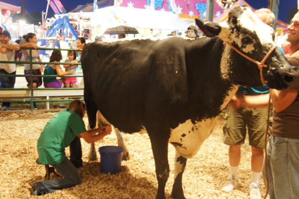 Viewfinder: Funeral Home Owner Wins Cow Milking Contest | Phoenixville ...