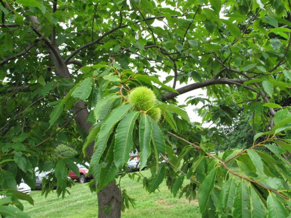Chestnuts Return! 100 Chestnut Trees to be Planted Friday for Earth Day ...