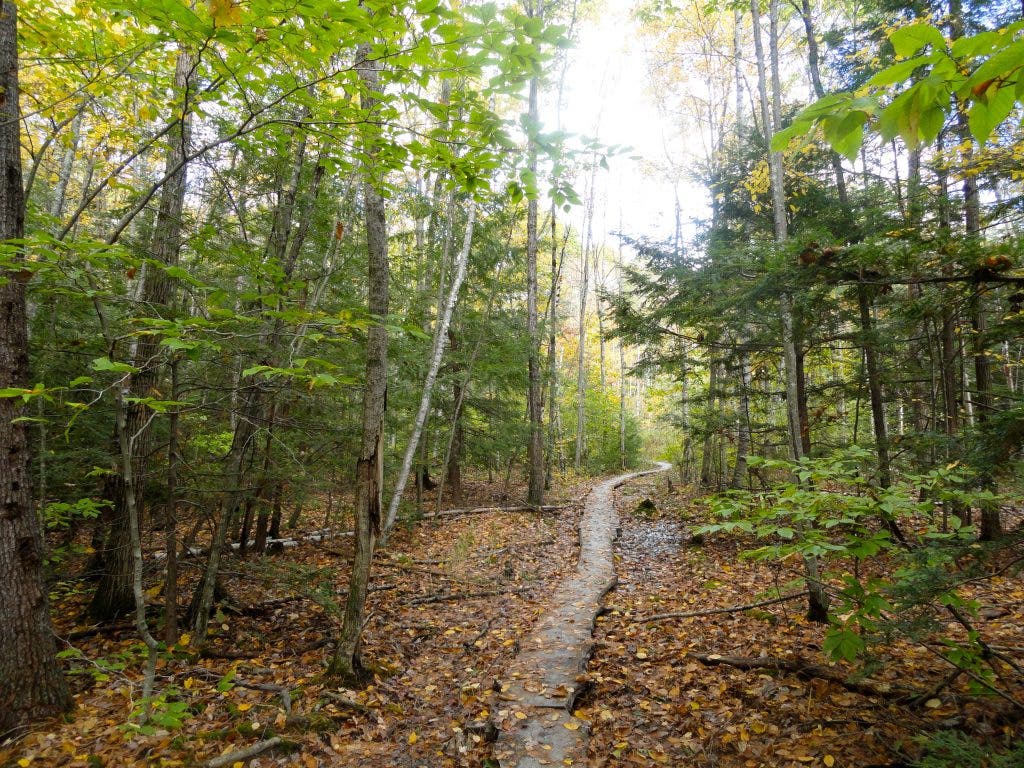 IMAGE GALLERY: Oaklands Town Forest | Exeter, NH Patch