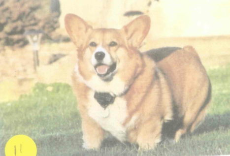 Who Is Brookfield's Top Dog? | Brookfield, CT Patch