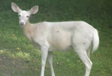 Rare Sight: White Deer Filmed Grazing in Danbury | Danbury, CT Patch