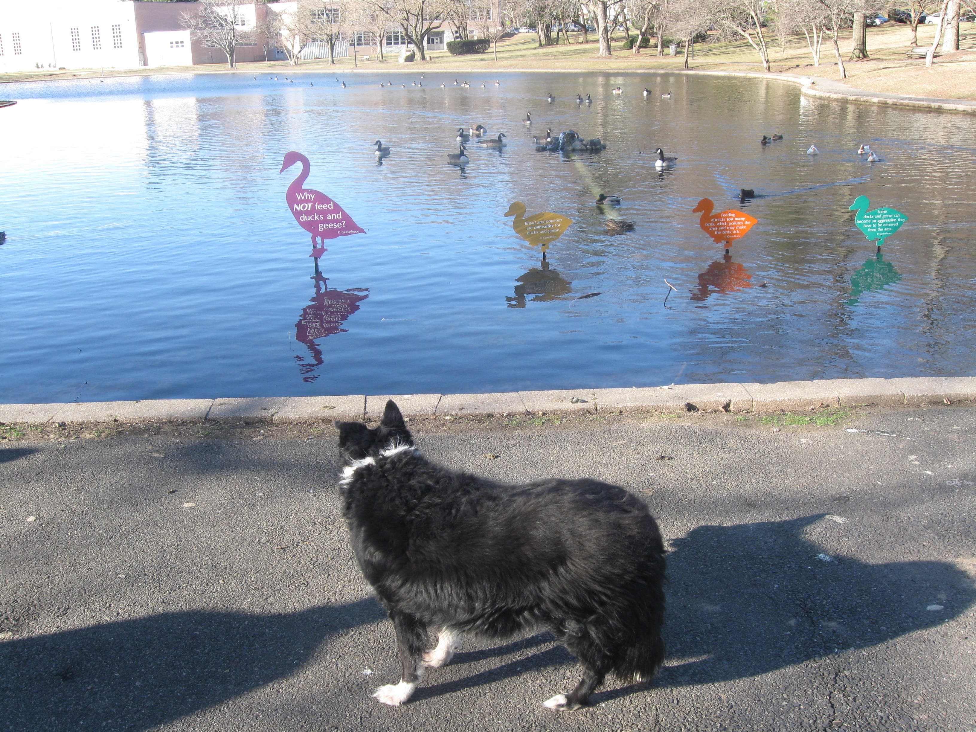 Goose Herding in Meadowland Park | South Orange, NJ Patch