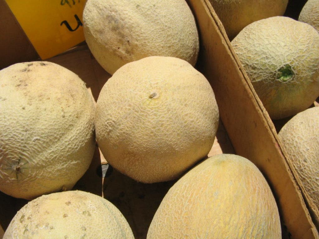 Summer Melons Are the Stars of the Hollywood Farmers' Market ...