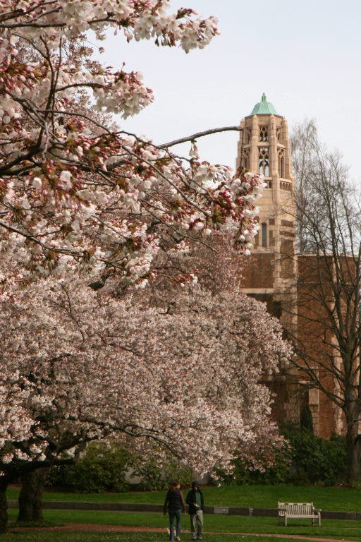 Catch the Spring Cherry Blossoms at the UW and the Arboretum | Edmonds ...