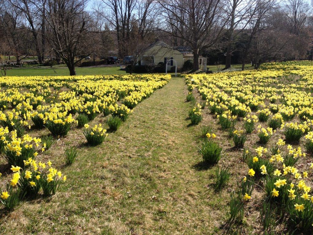 One Man, 40,000 Daffodils and an Open Invite | Weston, CT Patch