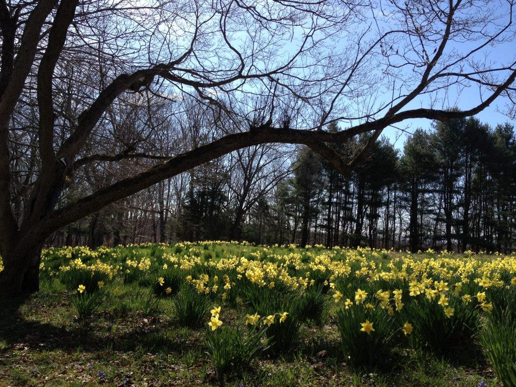 One Man, 40,000 Daffodils and an Open Invite | Weston, CT Patch