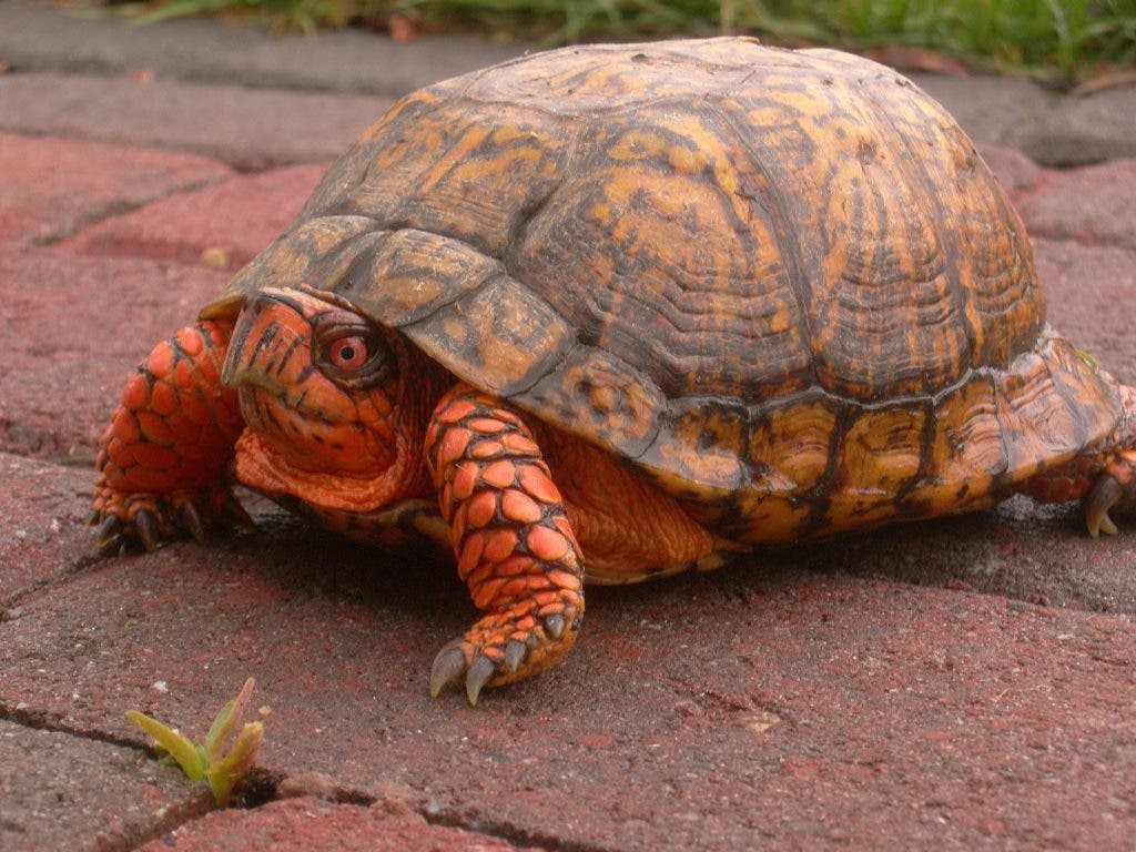 Declining Turtle Population Prompts Awareness Initiative | Canton, CT Patch