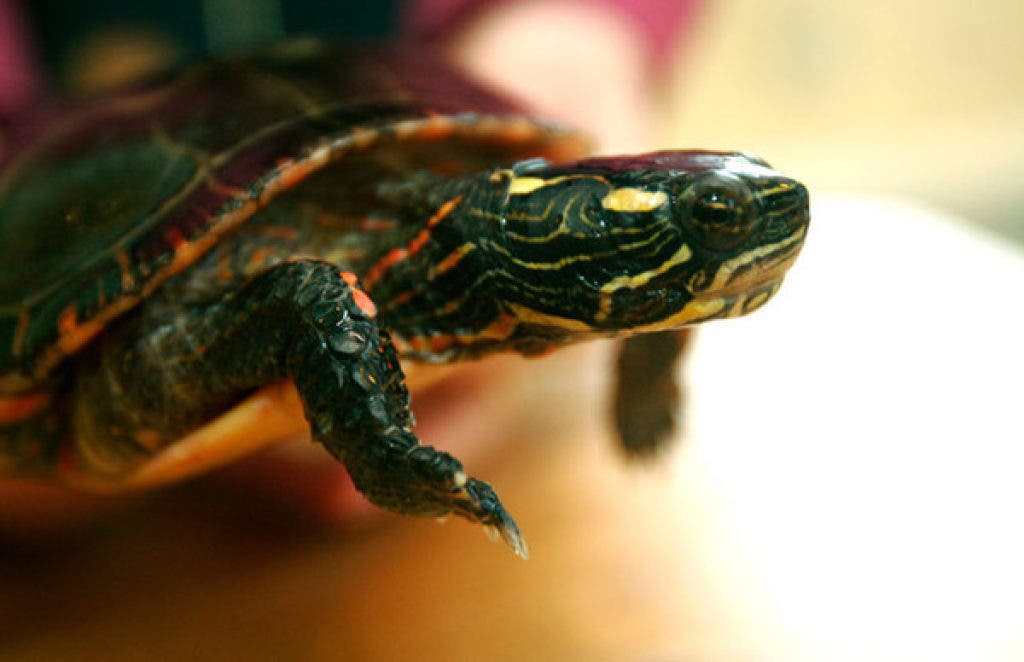 Declining Turtle Population Prompts Awareness Initiative | Canton, CT Patch
