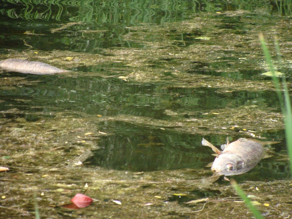 Mass Fish Die-Off Occurs at Kent Lake | Brighton, MI Patch