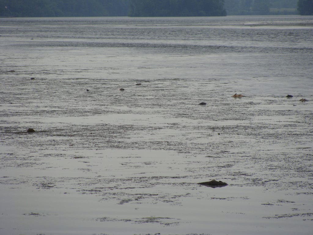 Mass Fish Die-Off Occurs at Kent Lake | Brighton, MI Patch