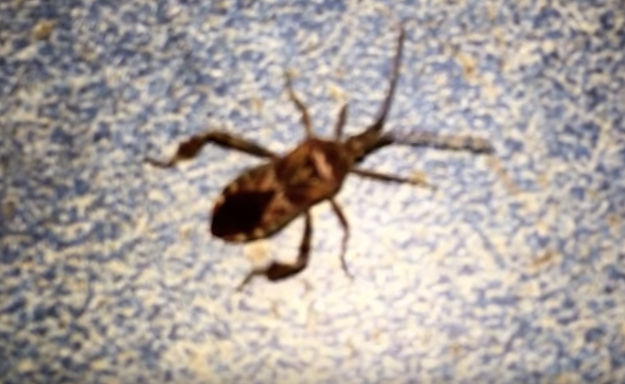 WATCH: This Is What A Deadly 'Kissing Bug' Looks Like | Newtown, PA Patch