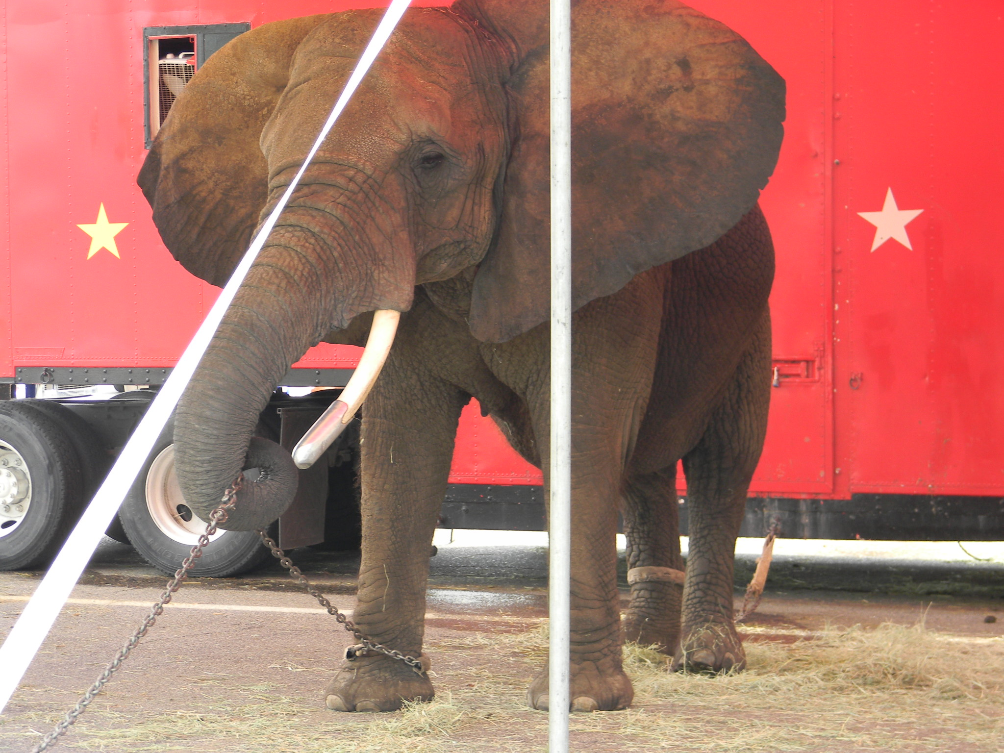 Circus Ringmaster Refutes Claims of Animal Cruelty in Wyandotte ...