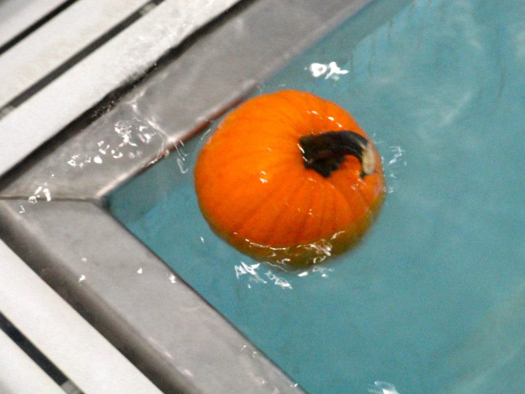 Photos: Sewickley YMCA Hosts the Great Pumpkin Swim | Sewickley, PA Patch