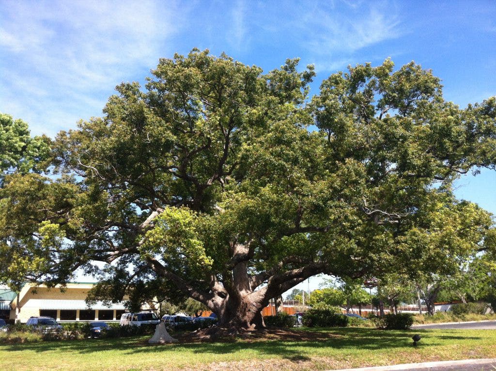 Champion Camphor Grows in Clearwater | Clearwater, FL Patch