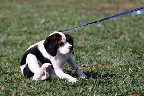 Renew That Dog License: What You Need to Know | Darien, CT Patch