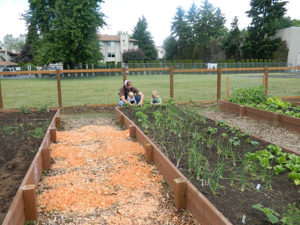 How Does Your Community Garden Grow? | Renton, WA Patch