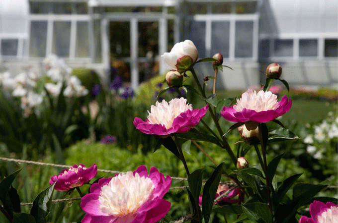 A Talk on FLORAL DESIGN hosted by the Silver Spring Garden Club ...