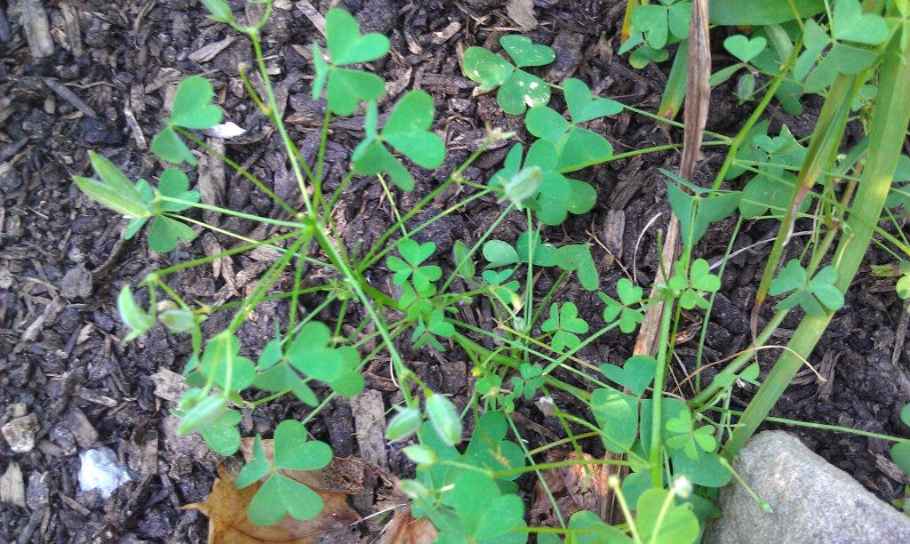 Weed It or Weep | Fairlawn, OH Patch
