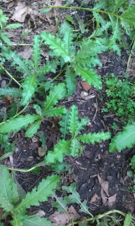 Weed It or Weep | Fairlawn, OH Patch