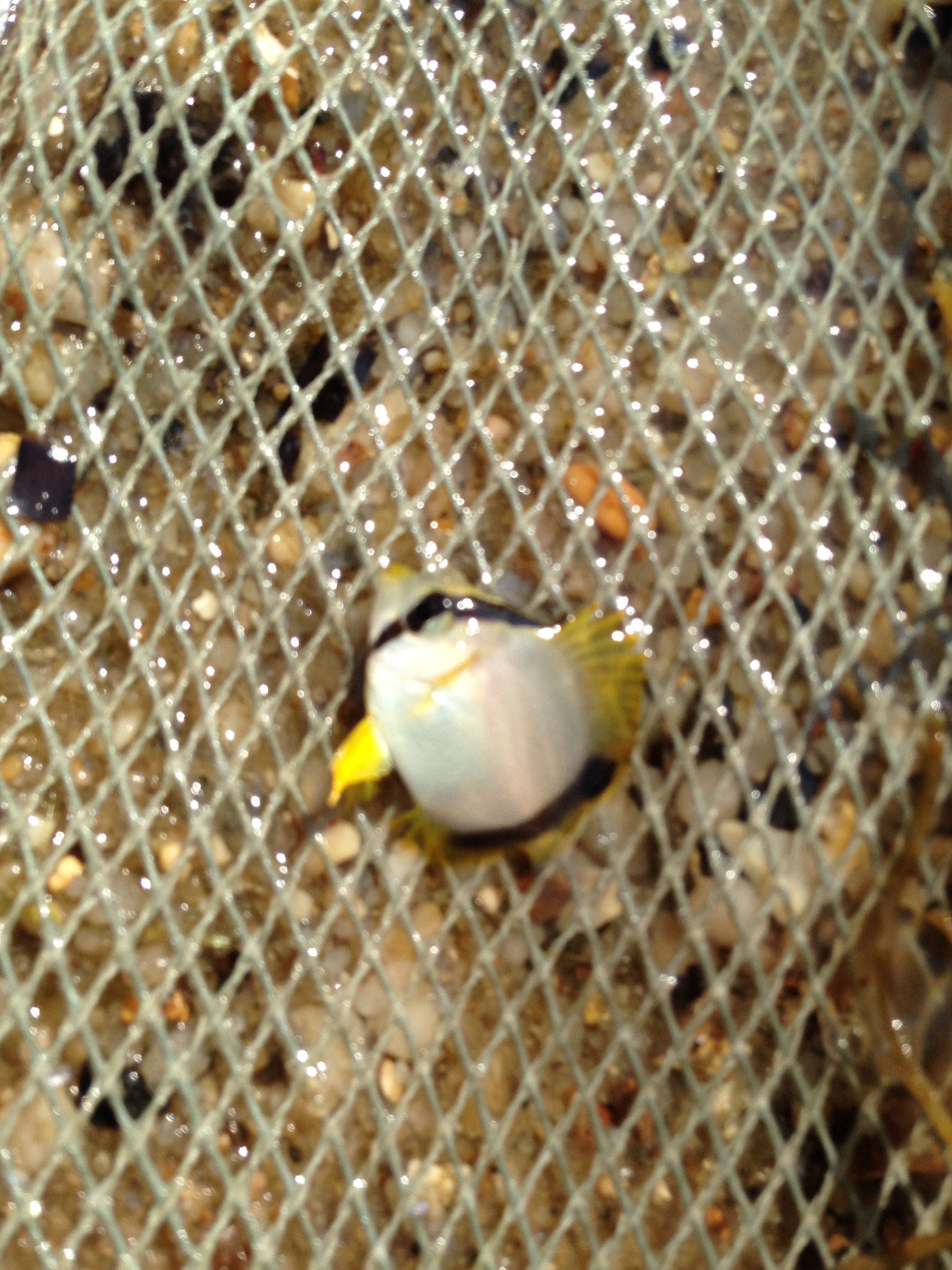 A Circular Halo and some unusual Tropical Fish Near Tobay Beach, NY ...