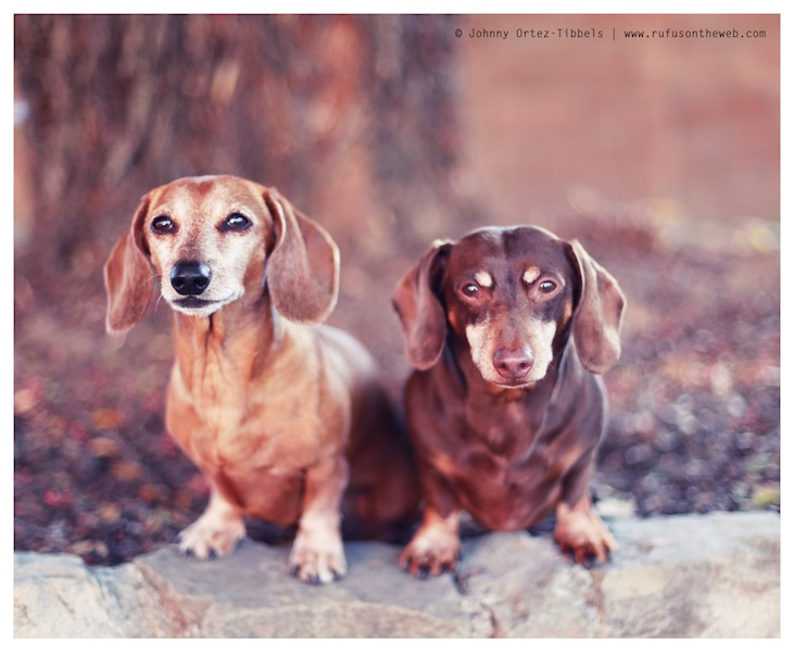 Wiener Dog Wednesday, Happy Hot Dogs | Studio City, CA Patch